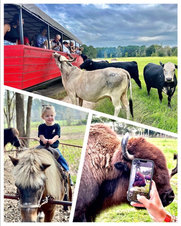 Home - Diamond D Ranch